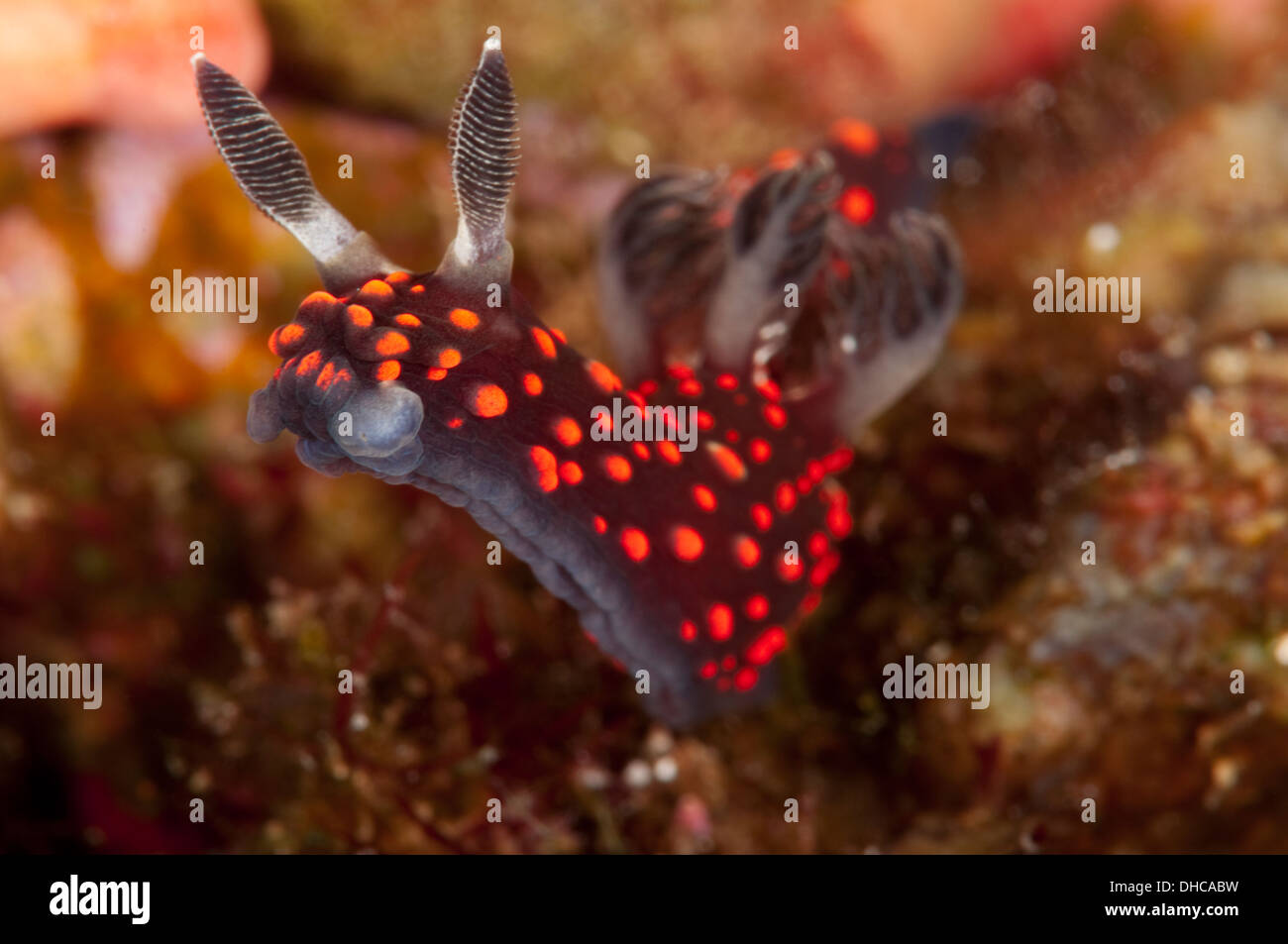 Red spots nudibranch hi-res stock photography and images - Alamy
