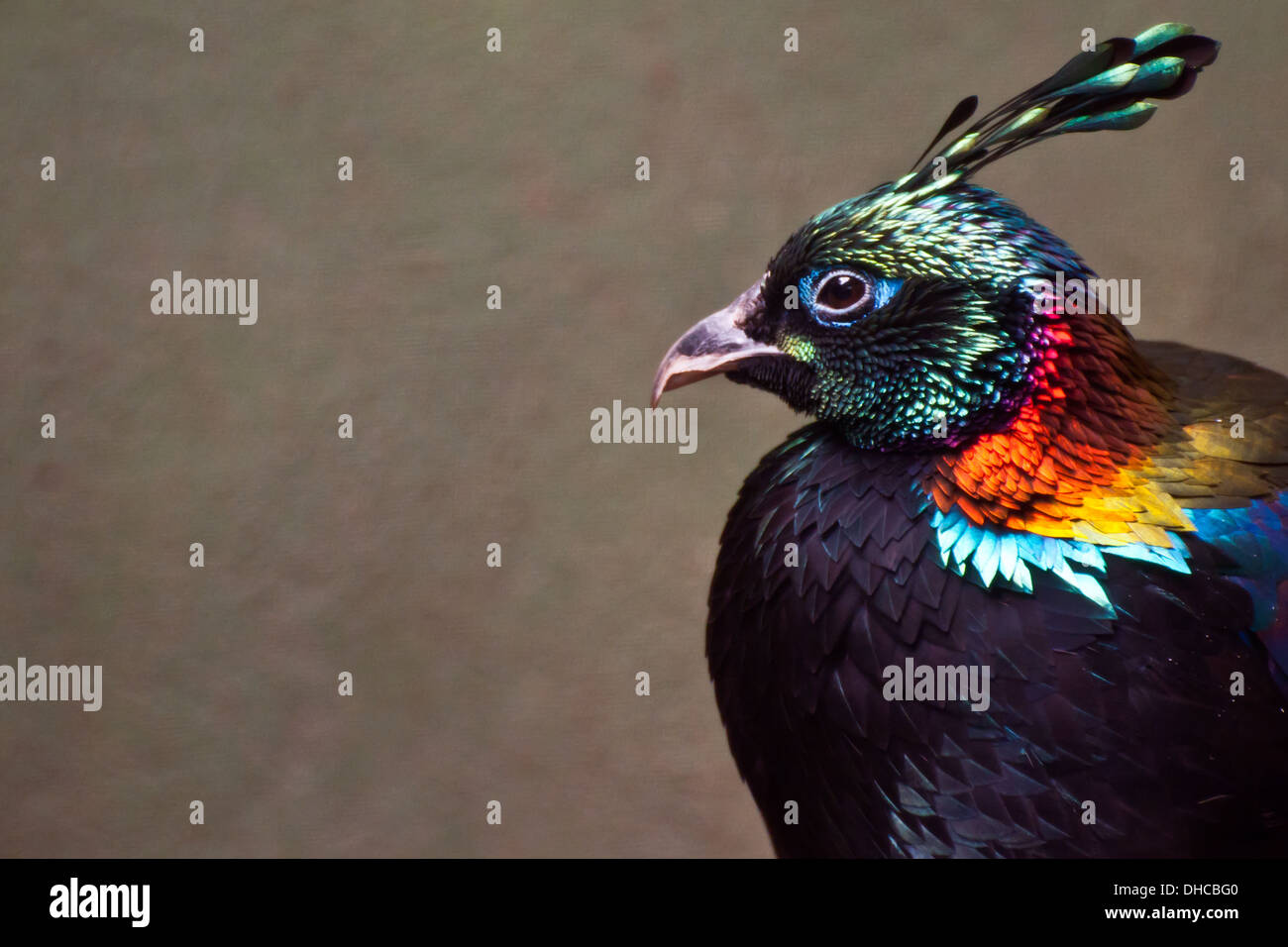 Monal hi-res stock photography and images - Alamy