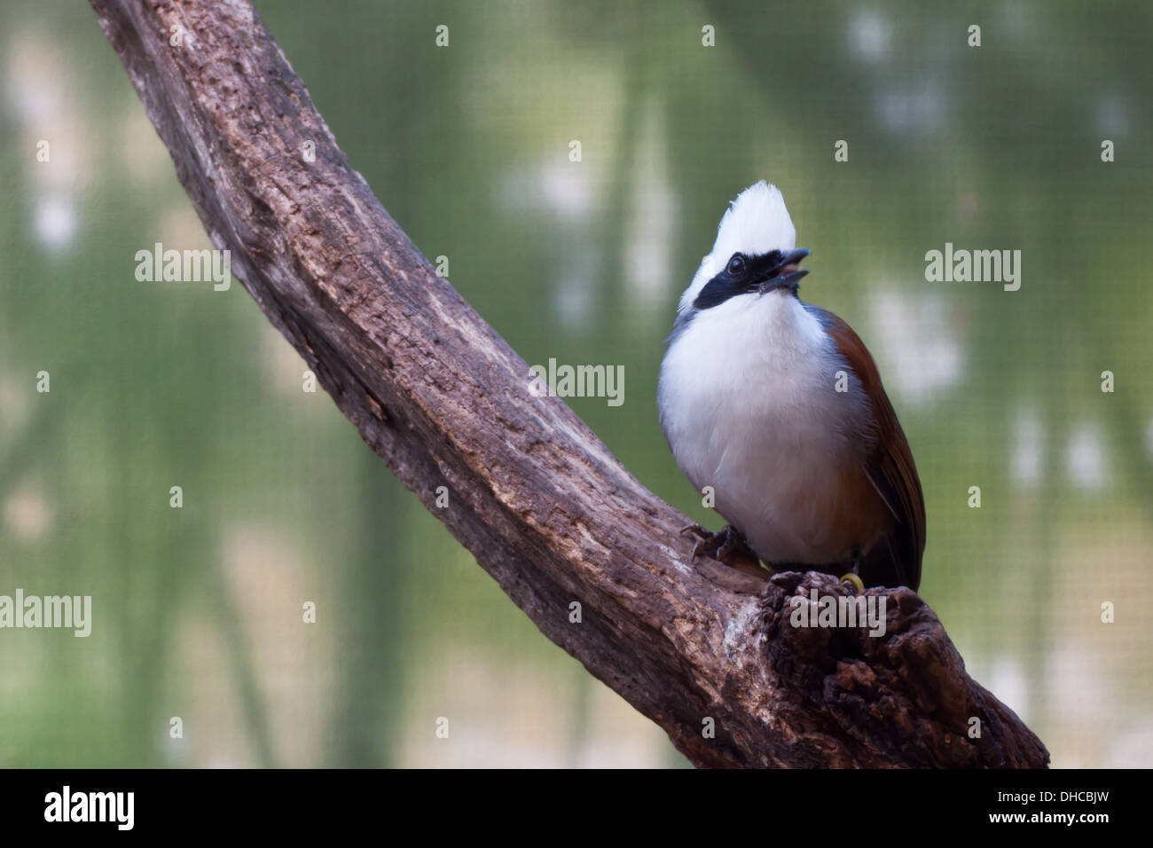 Thrush species hi-res stock photography and images - Alamy
