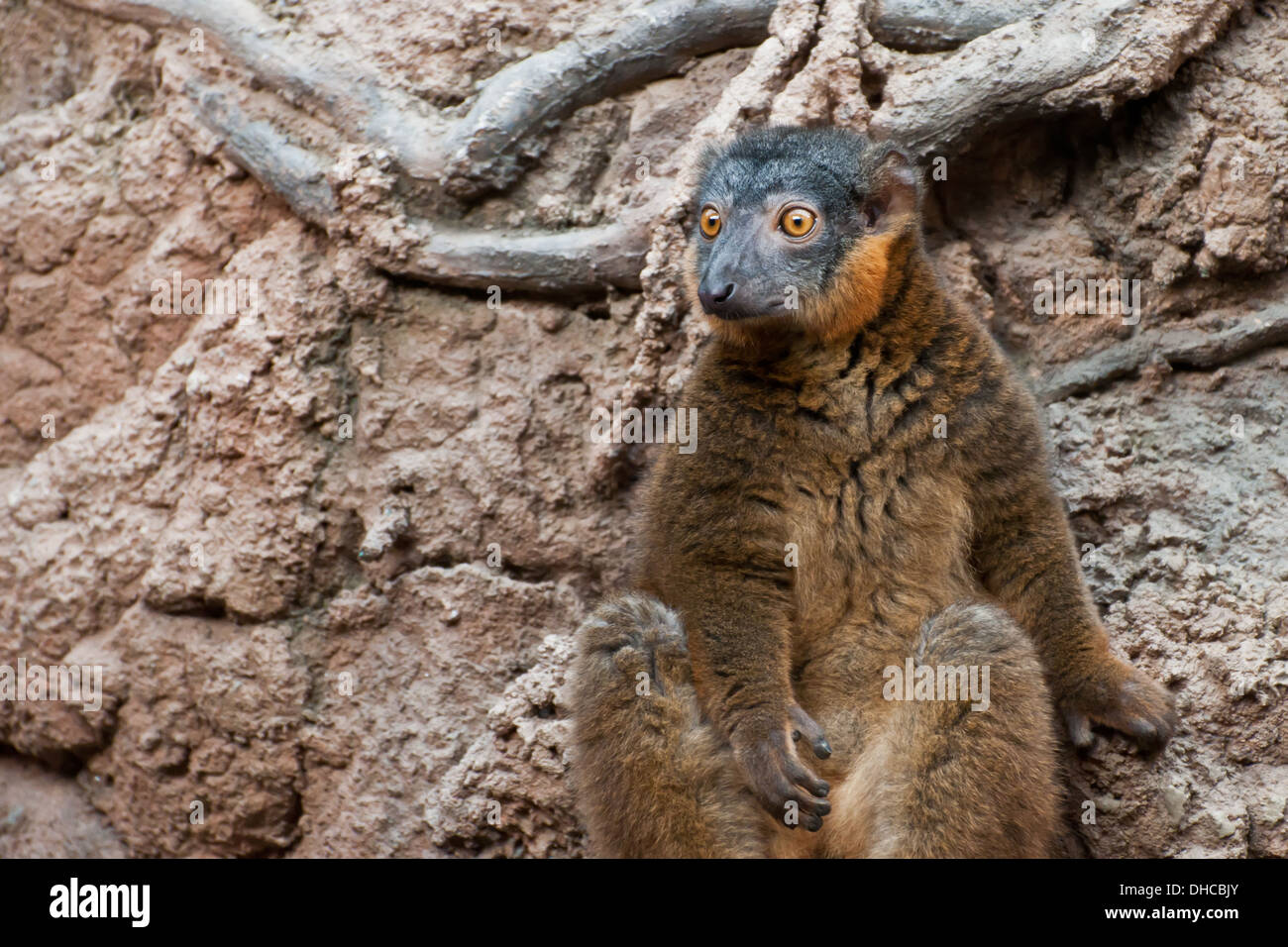 Red collared brown lemur red collared lemur hi-res stock photography ...