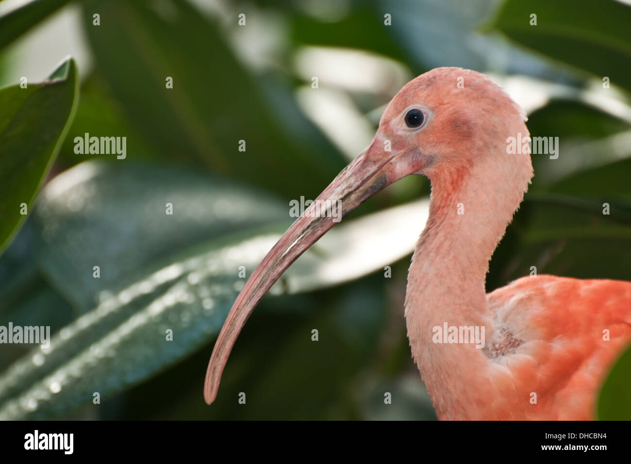 Pink ibis bird hi-res stock photography and images - Alamy