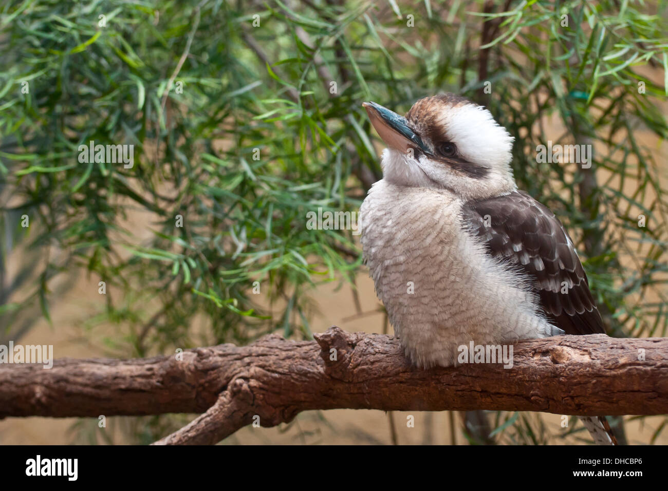 Kookaburra face hi-res stock photography and images - Alamy