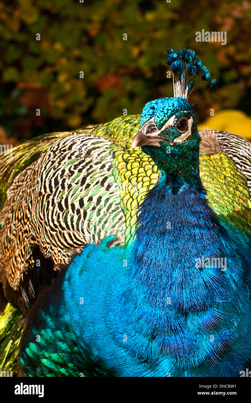 Beautiful colors male peacock hi-res stock photography and images - Alamy