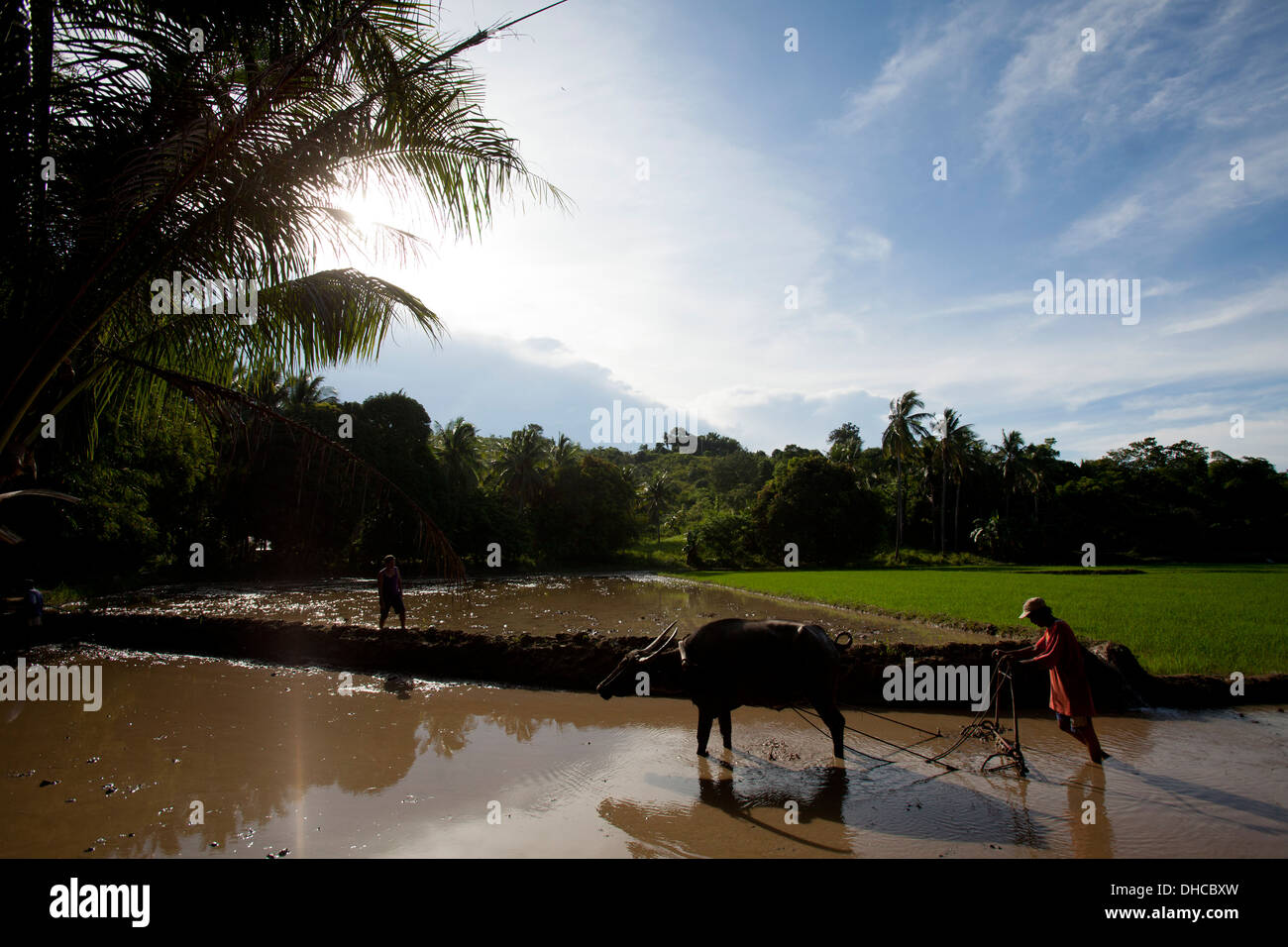 A Filipino farmer drives a carabao while working to level a rice field ...