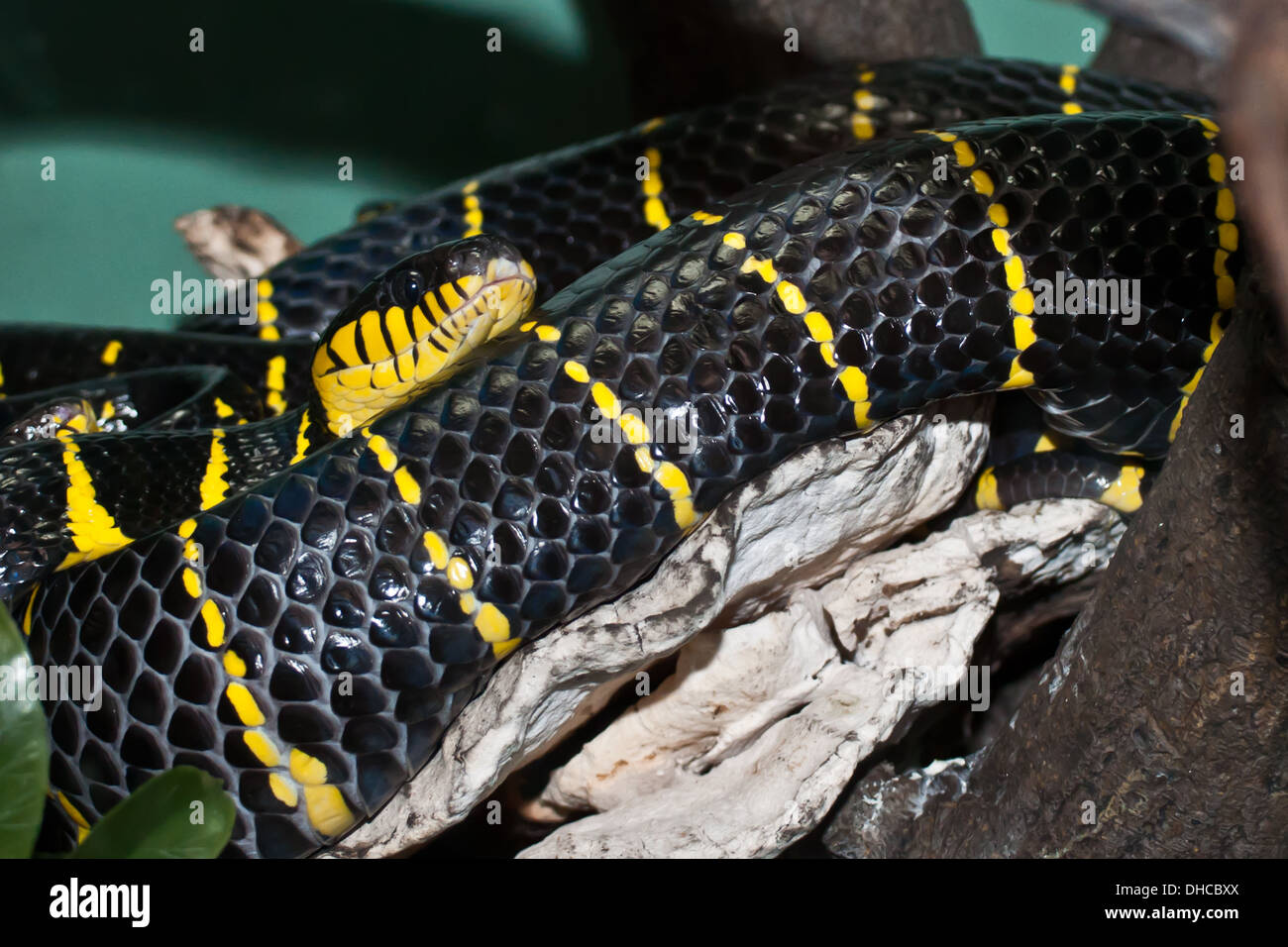 Snake zoo hi-res stock photography and images - Alamy