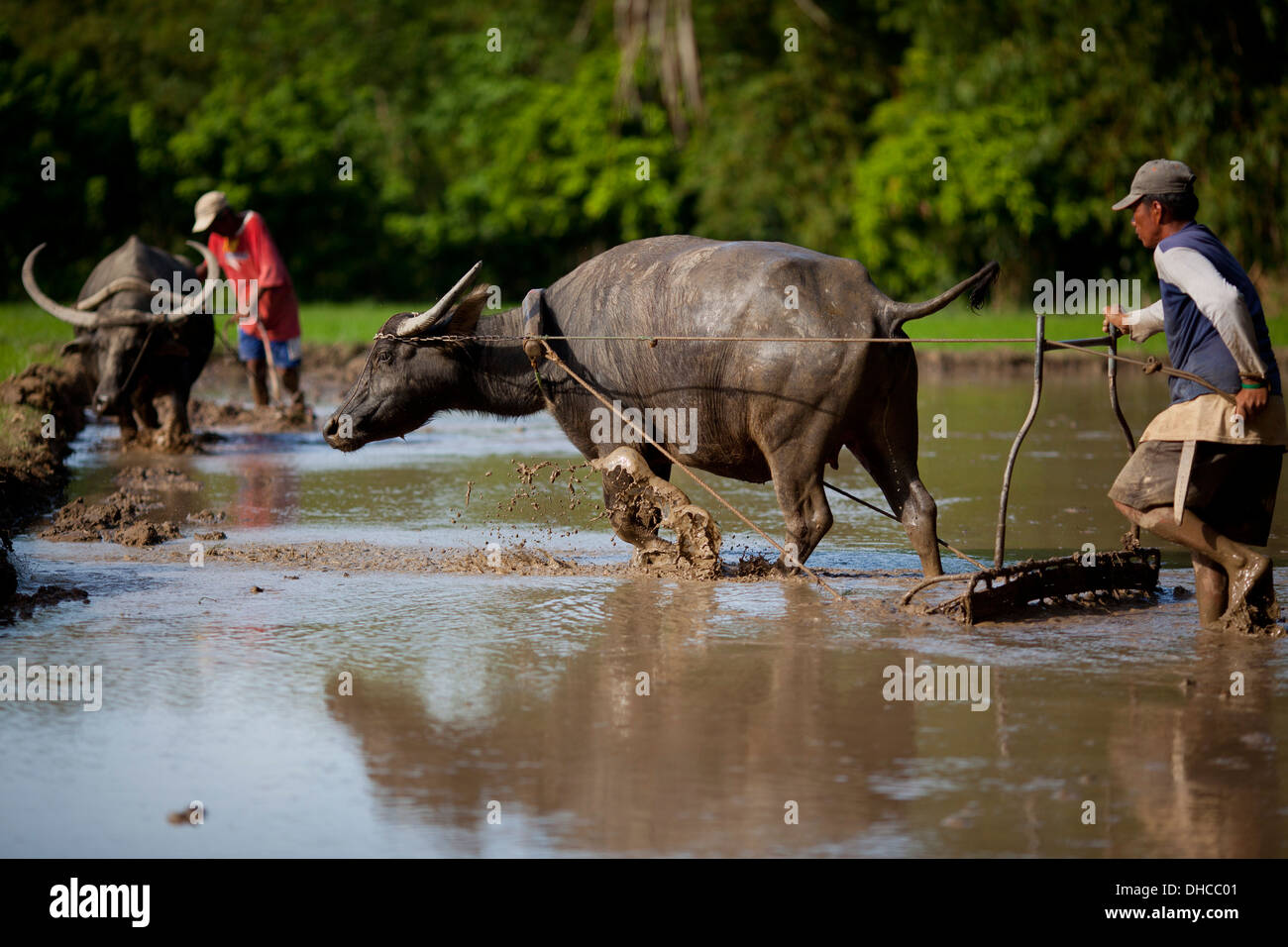 Filipino farmers drive carabaos while working to level a rice field ...