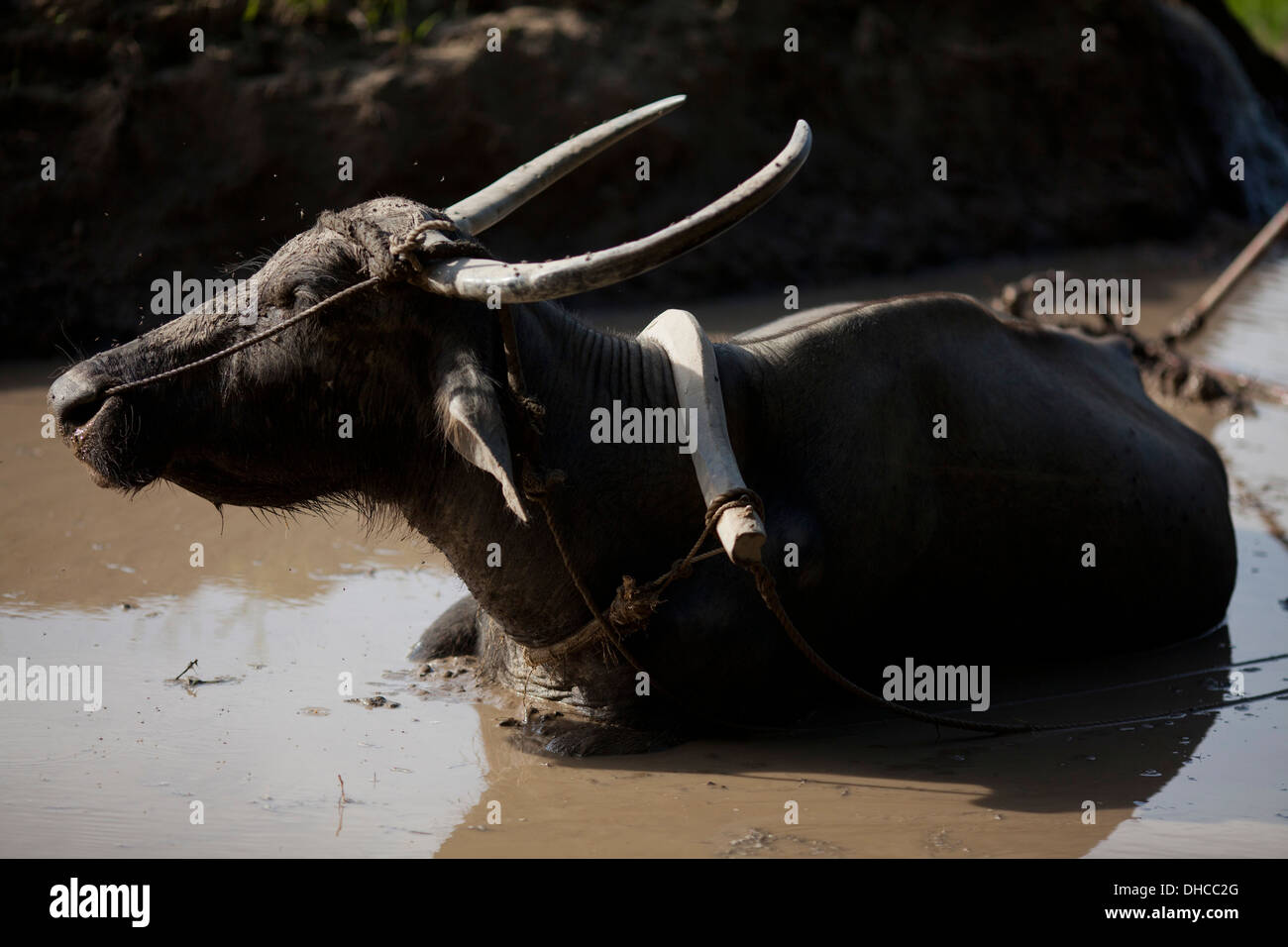 A carabao rests during a break period while working to level a rice ...