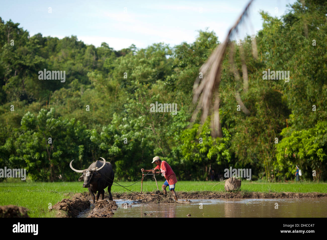 A Filipino farmer drives a carabao while working to level a rice field ...