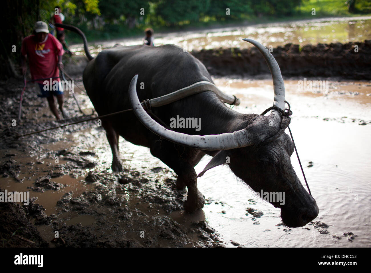 A Filipino farmer drives a carabao while working to level a rice field ...