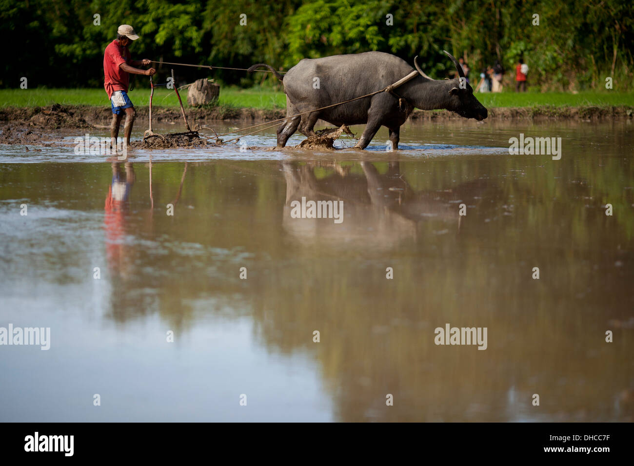 Farmer with his carabao hi-res stock photography and images - Alamy