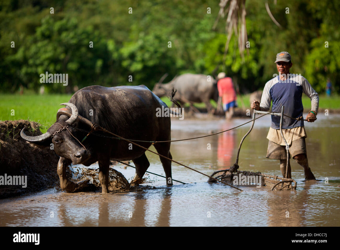 Filipino farmers drive carabaos while working to level a rice field ...