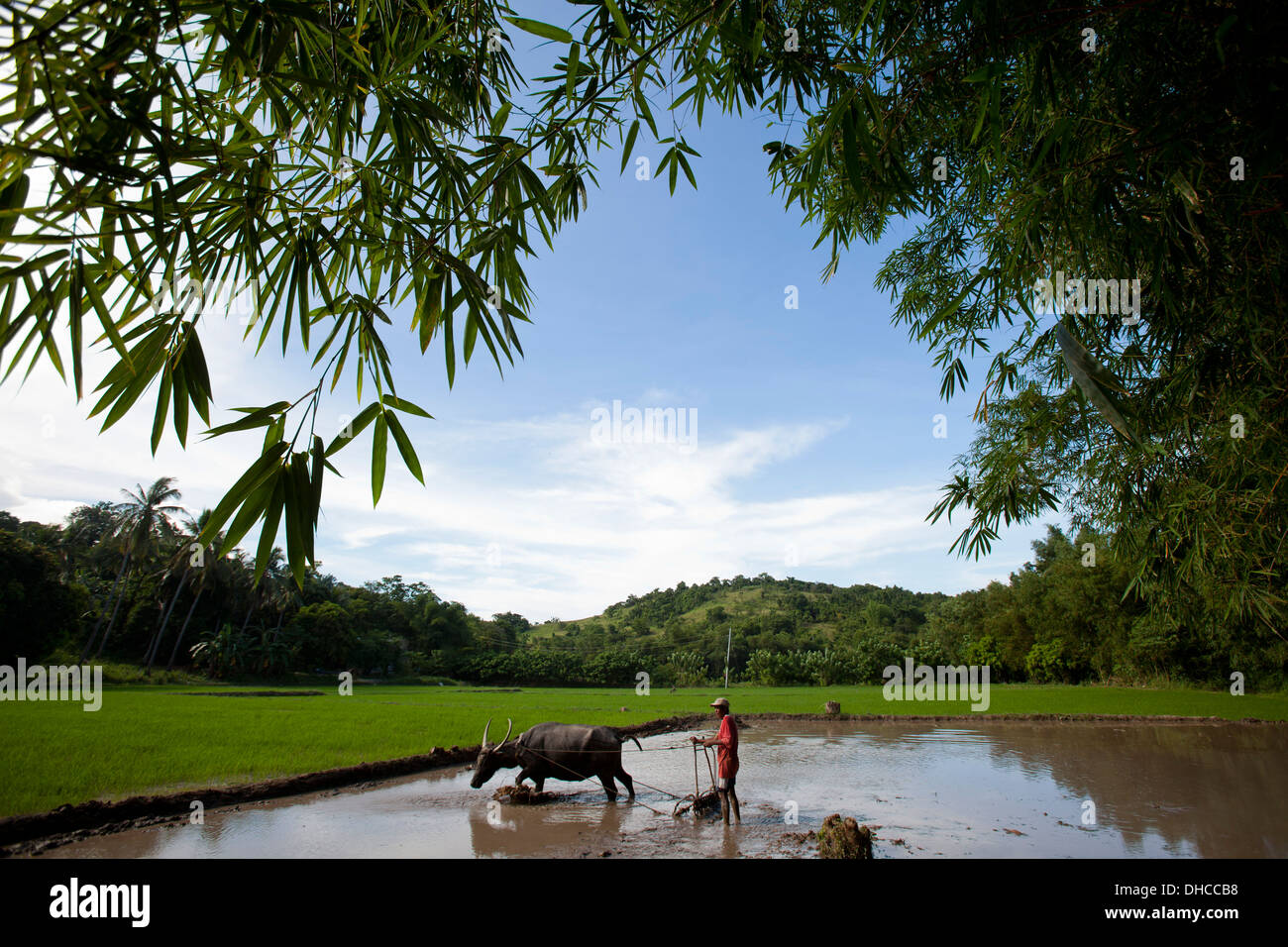 Philippines mindoro rice field hi-res stock photography and images - Alamy