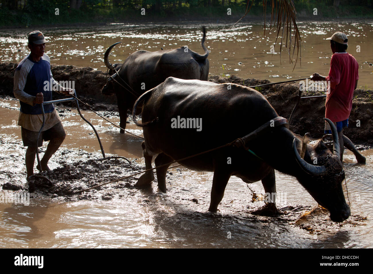 Filipino farmers drive carabaos while working to level a rice field ...