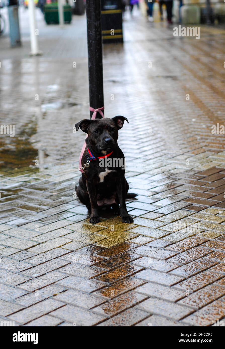Dog tied to a lamp post in Northampton Stock Photo - Alamy