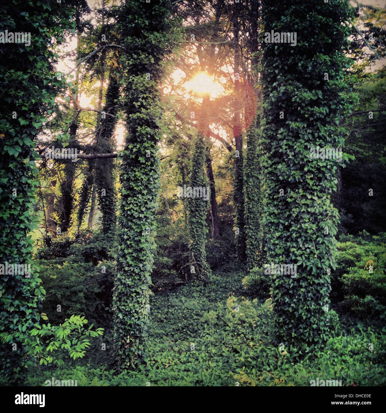 Green Leafy Vines Completely Covering Trees Stock Photo - Alamy