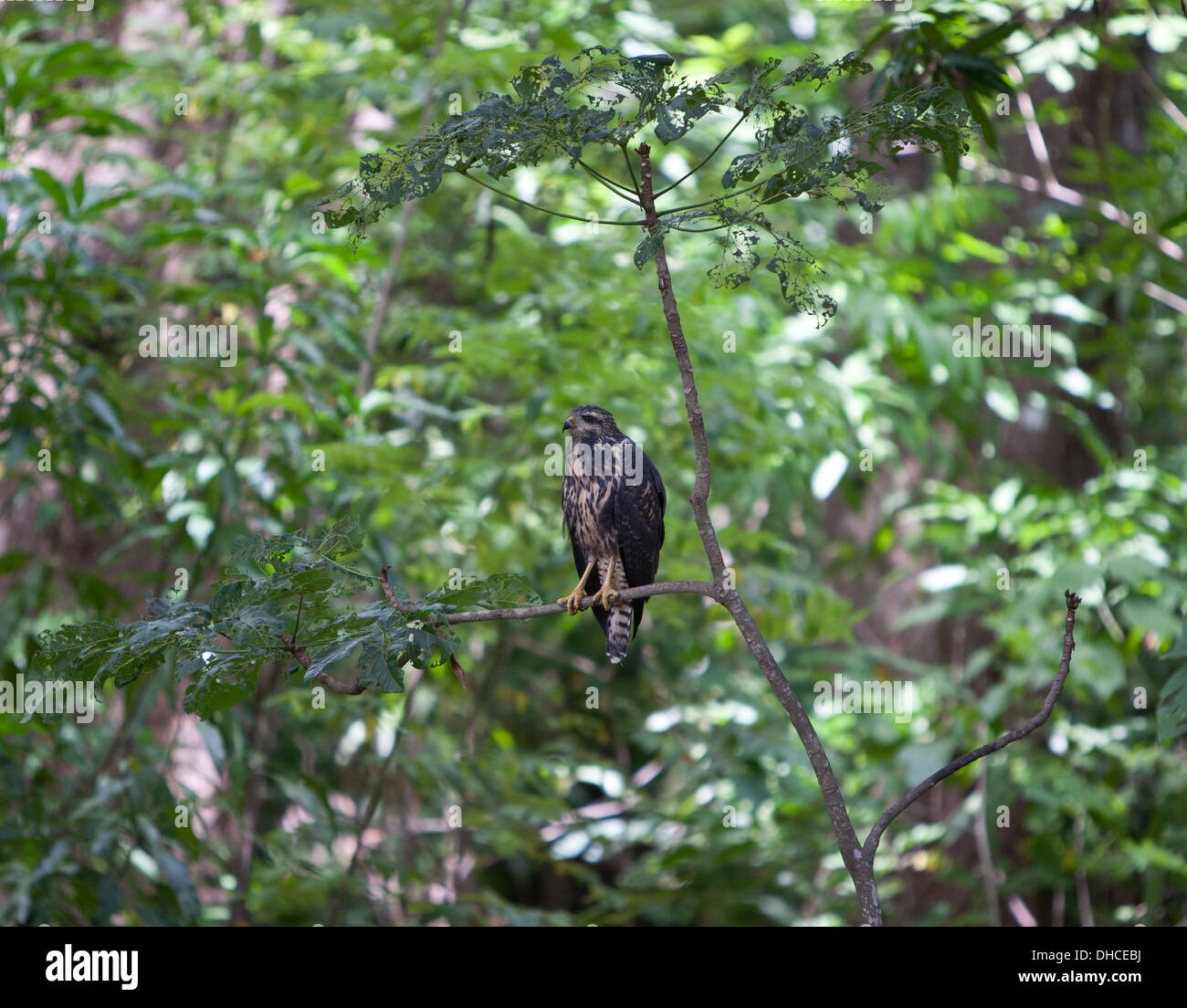 Hawk on a limb in Guanacaste region, Costa Rica, Central America Stock ...