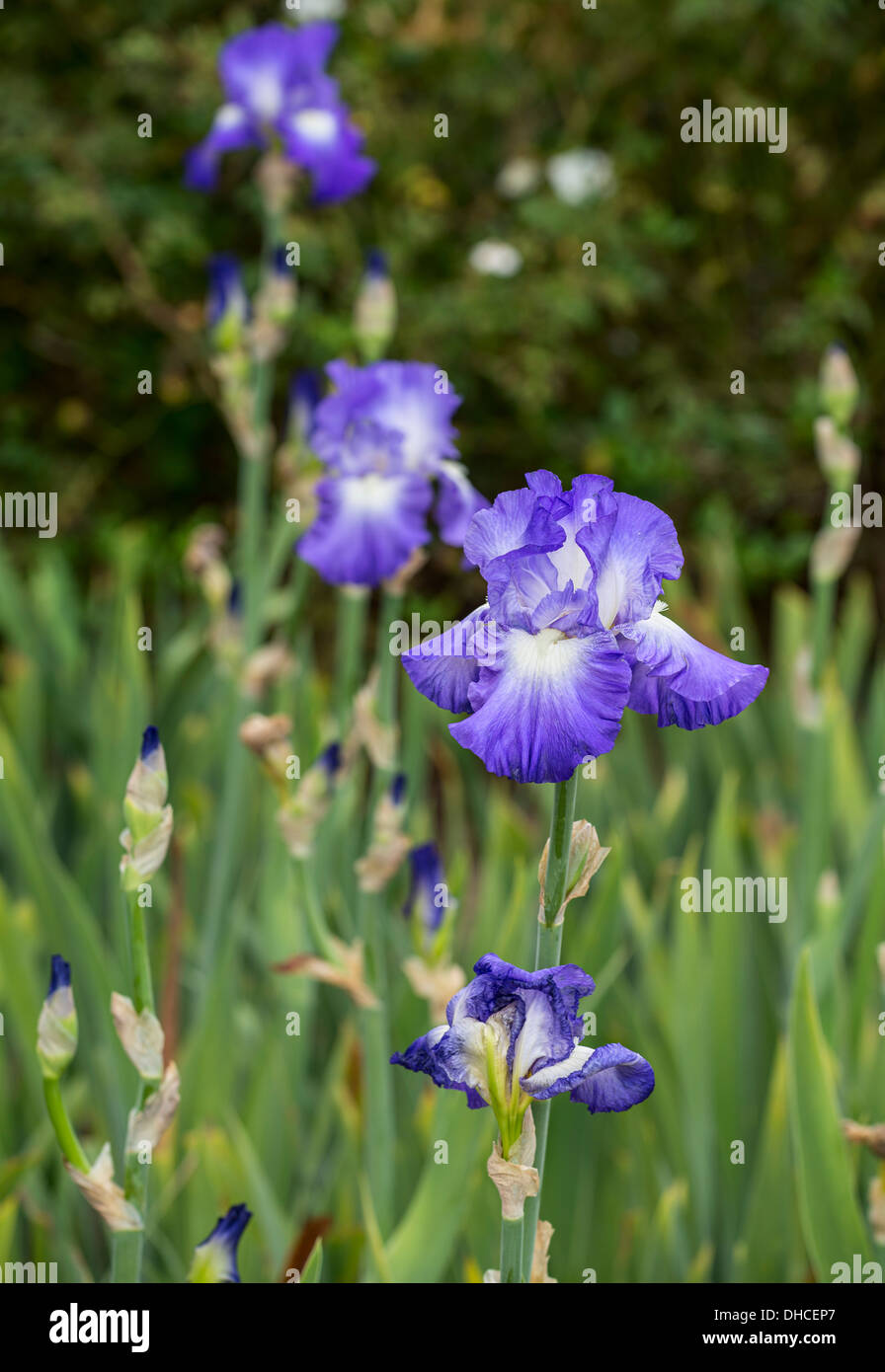 Beautiful violet iris flowers hi-res stock photography and images - Alamy