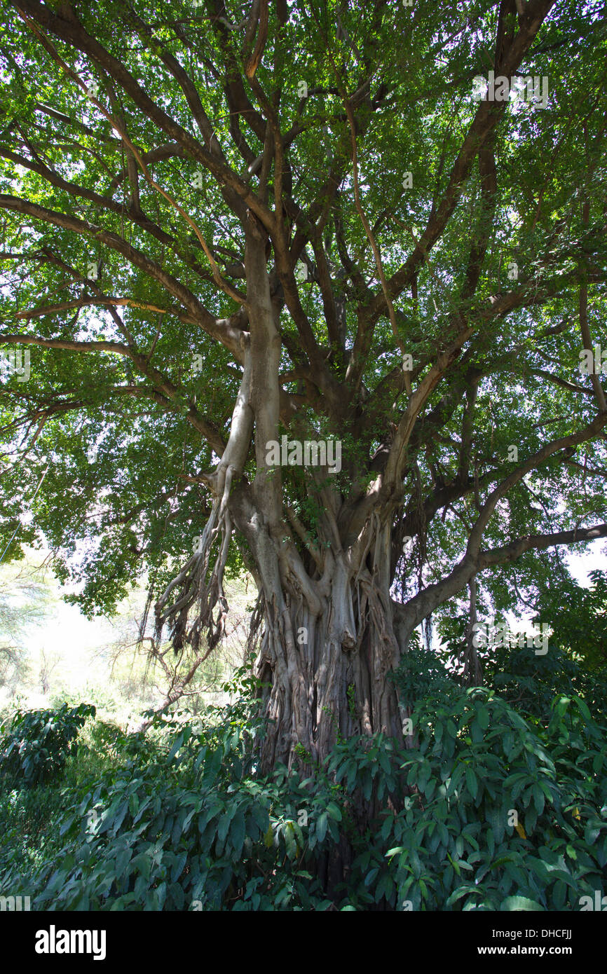 Giant fig tree hi-res stock photography and images - Alamy