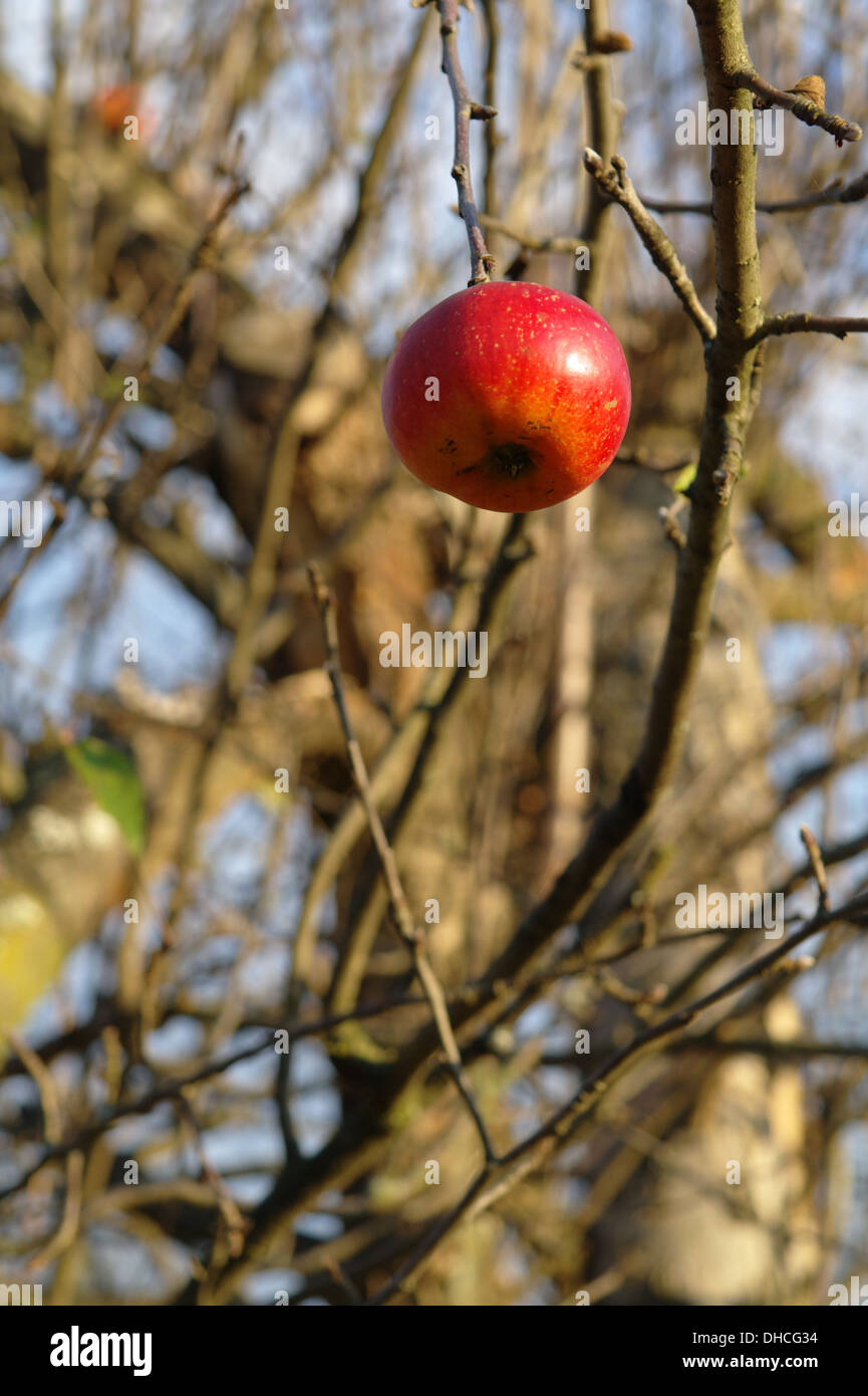 Single apple on a tree hi-res stock photography and images - Alamy