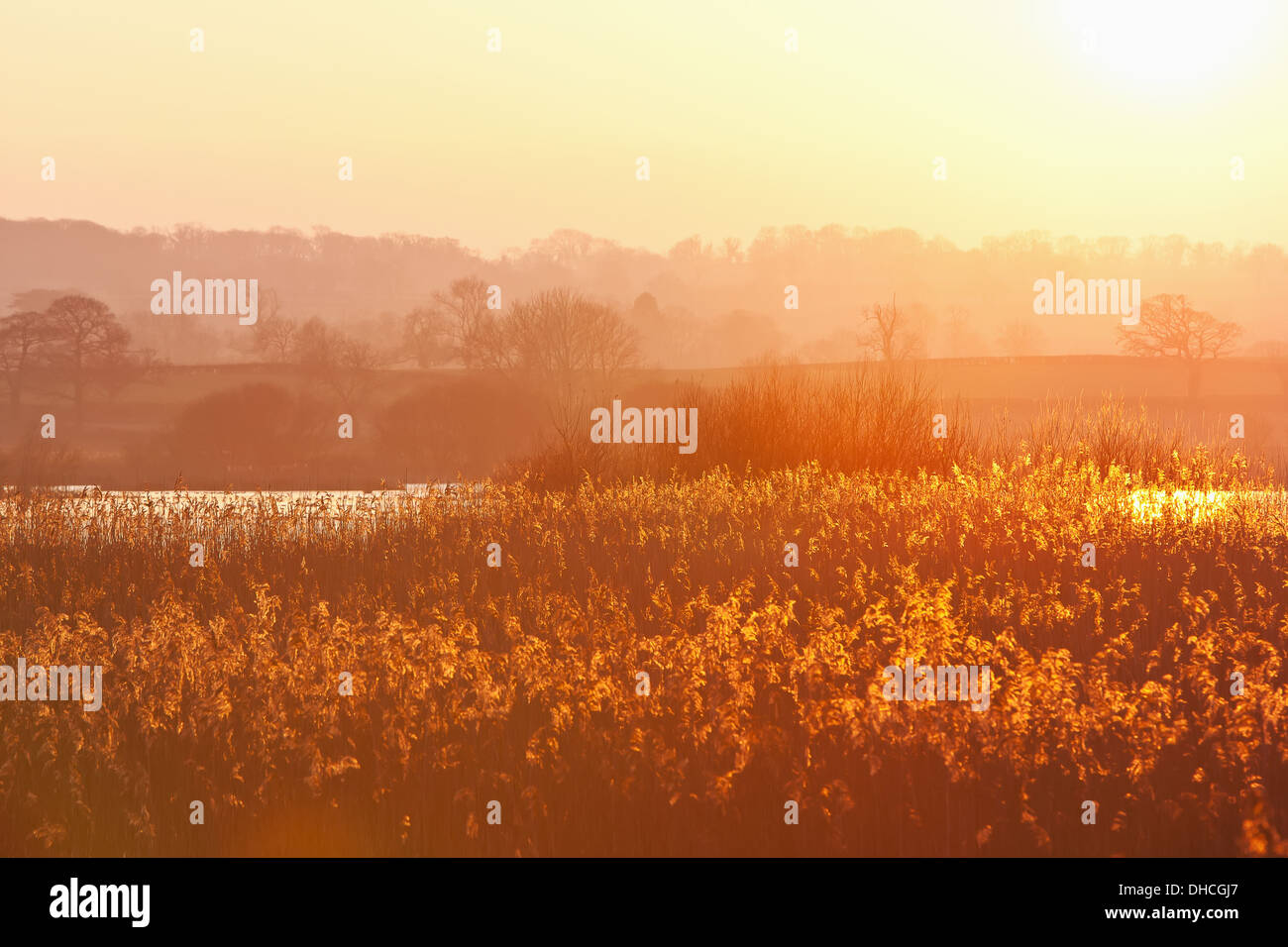 Avalon marshes glastonbury hi-res stock photography and images - Alamy