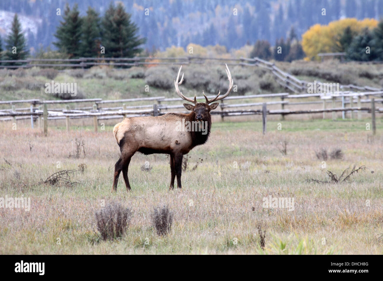 Male wapiti hi-res stock photography and images - Alamy