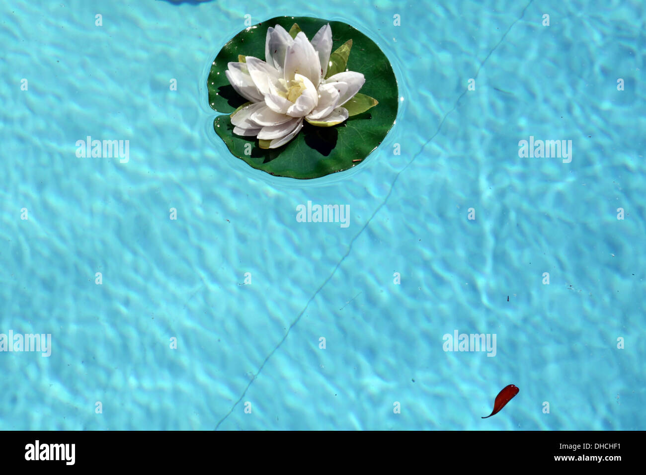 Waterlily in swimming pool Stock Photo - Alamy