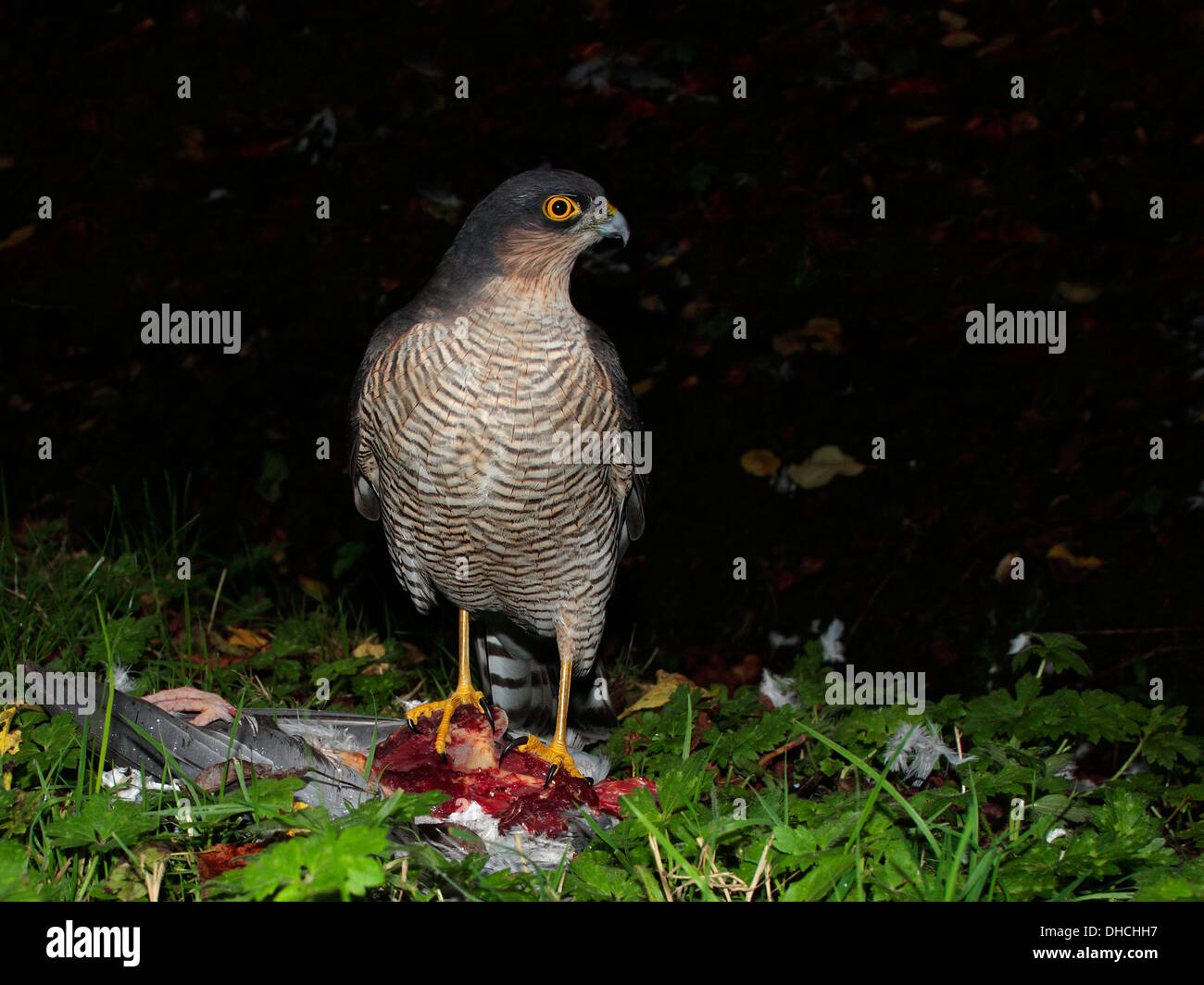 Female Sparrowhawk with her kill Stock Photo - Alamy