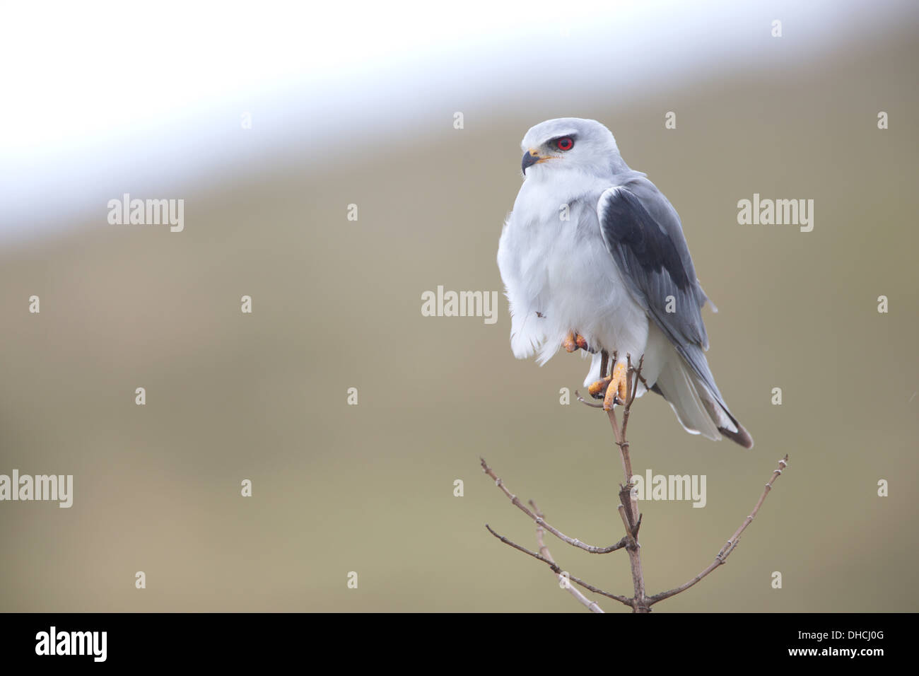 The black shouldered kite elanus axillaris hi-res stock photography and ...