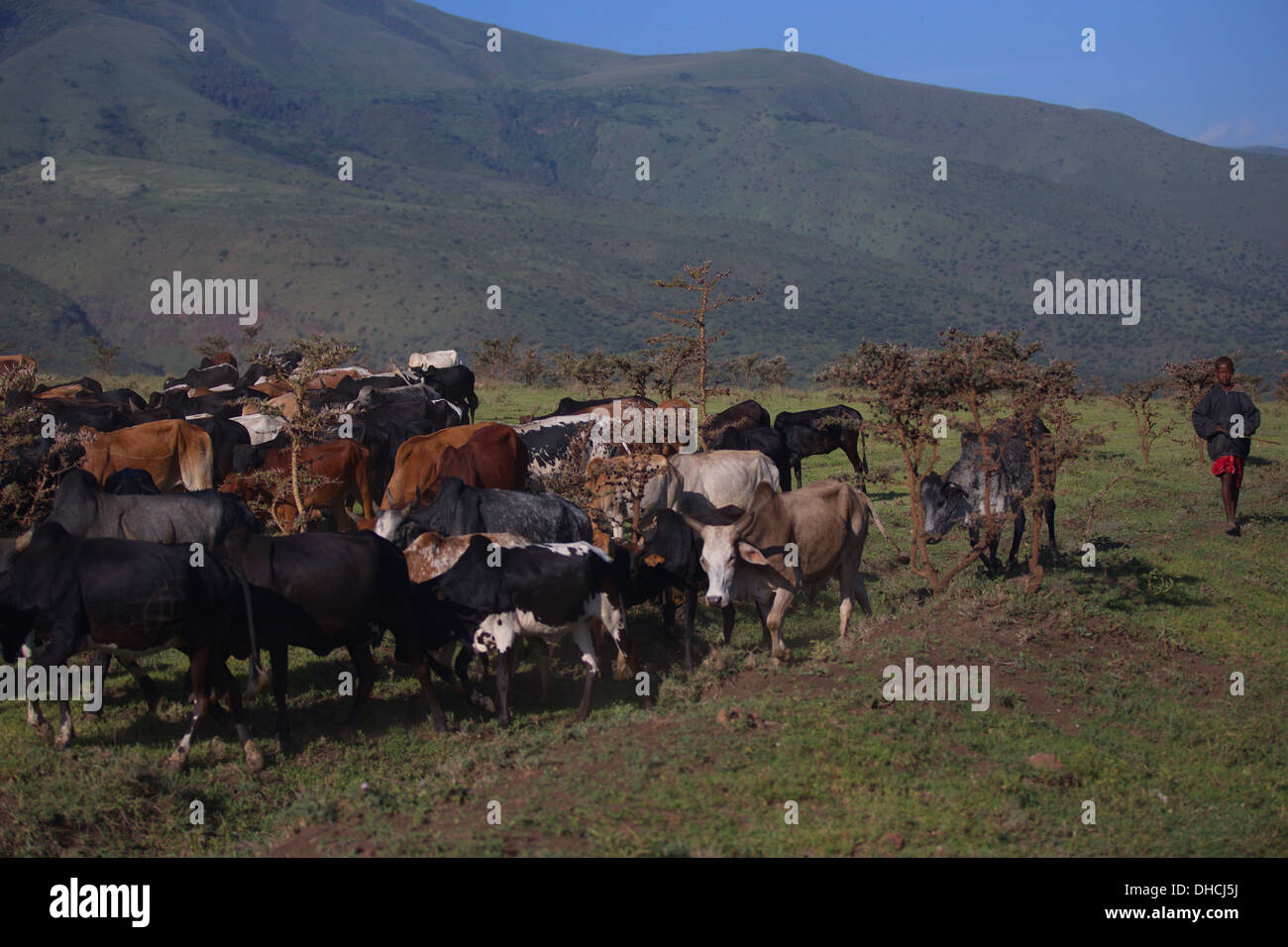 Young Masai man grazing his cattle (cows) just outside the Ngorongoro ...
