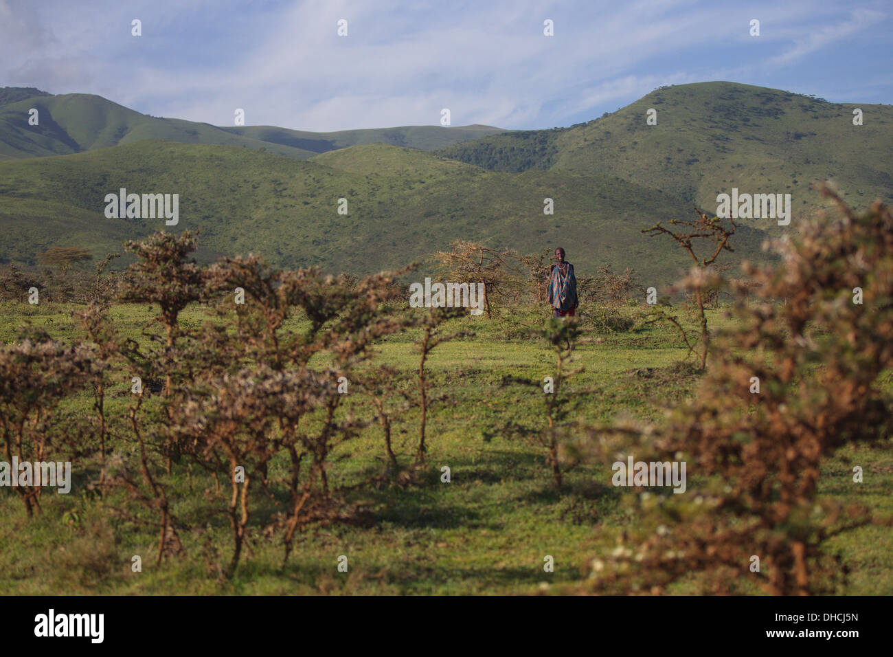 Young Masai man grazing his cattle (cows) just outside the Ngorongoro ...
