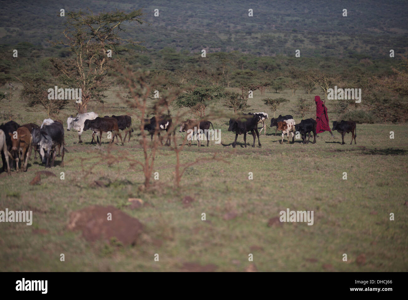 Young Masai man grazing his cattle (cows) just outside the Ngorongoro ...