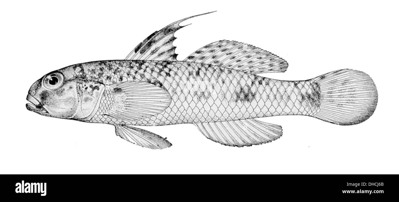 Acentrogobius hi-res stock photography and images - Alamy