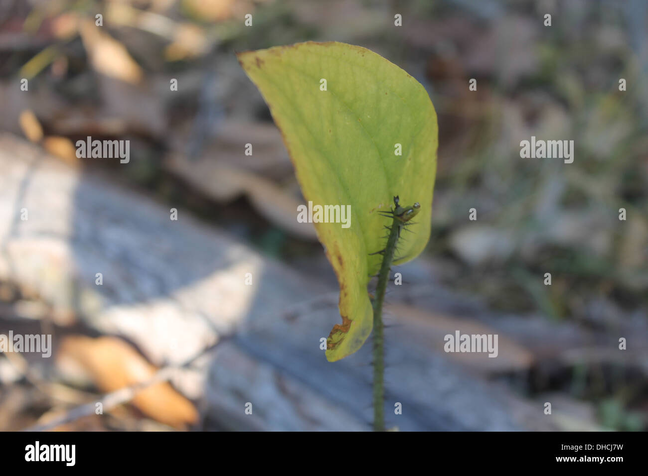 Small plant with one leaf Stock Photo - Alamy