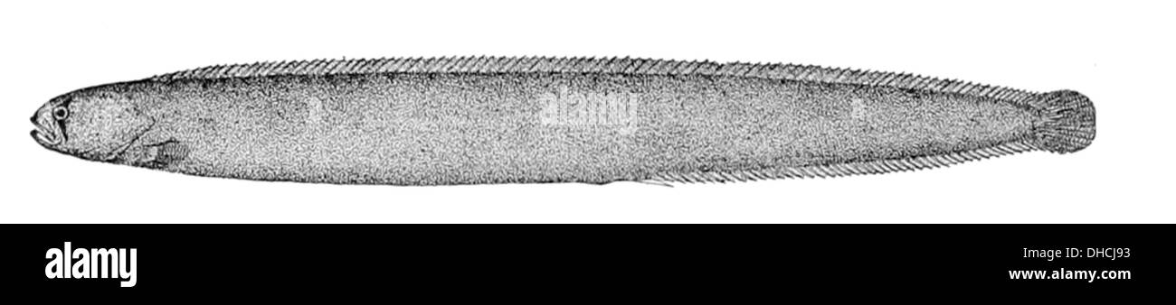 Reef ecosystems Cut Out Stock Images & Pictures - Alamy