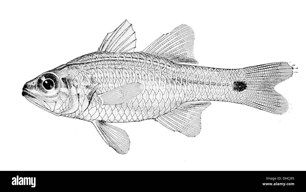 Cave adaptation Cut Out Stock Images & Pictures - Alamy