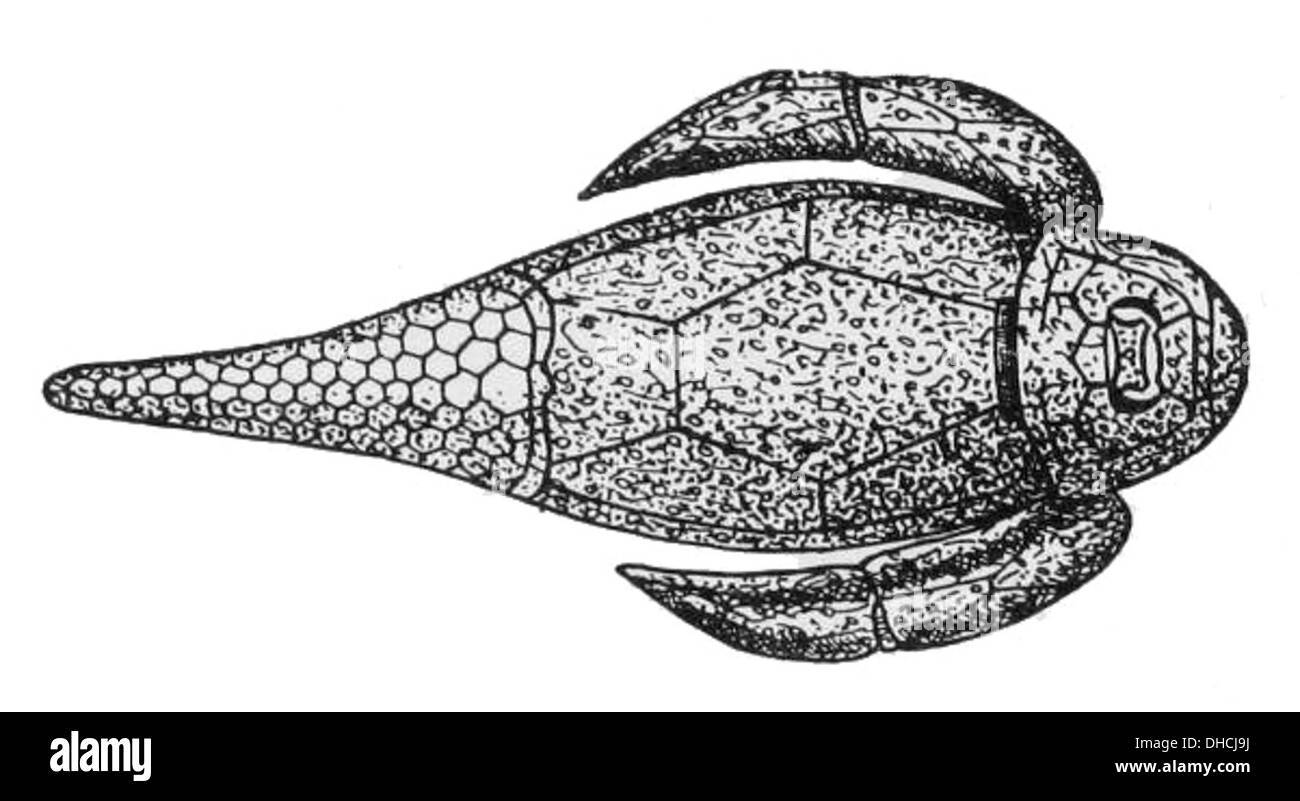 Cornutus hi-res stock photography and images - Alamy