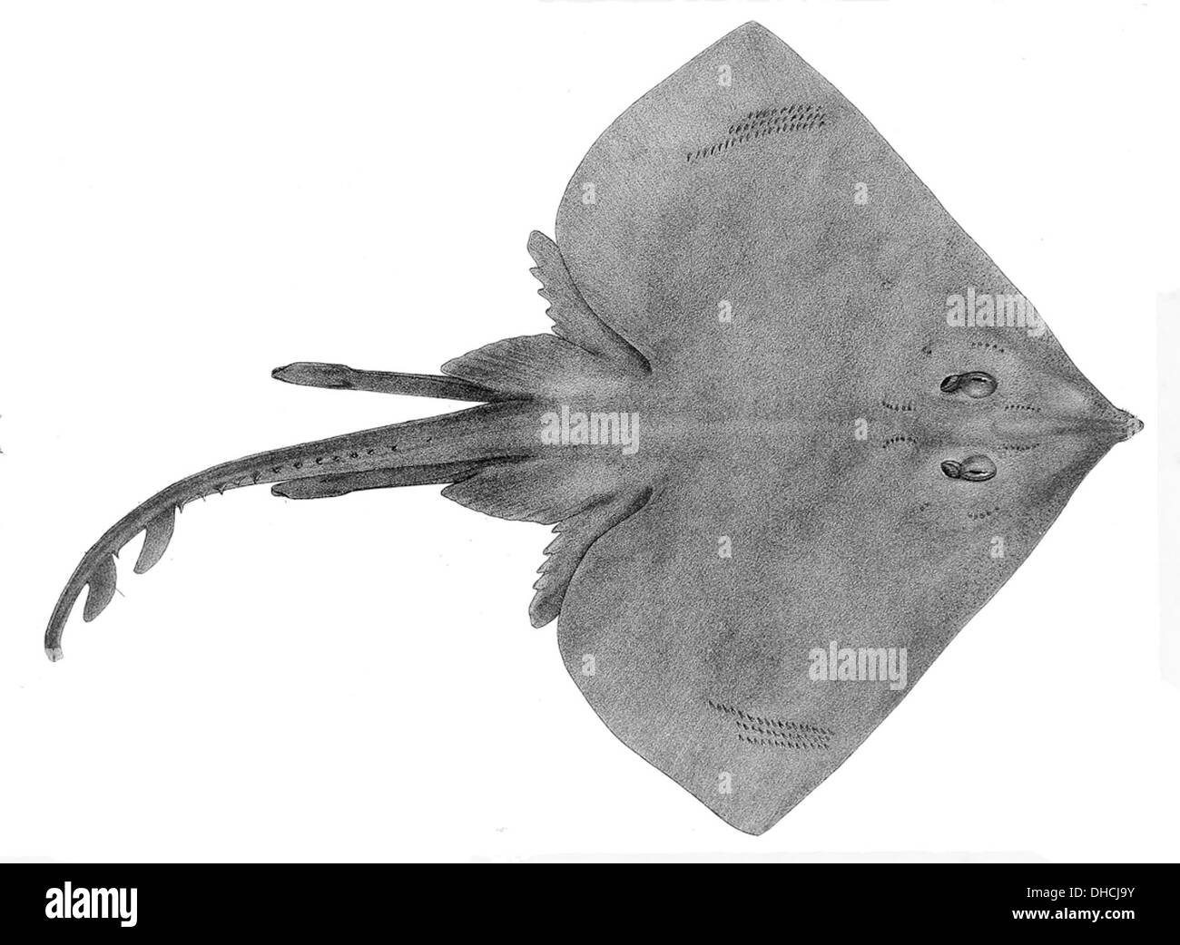 Platana hi-res stock photography and images - Alamy