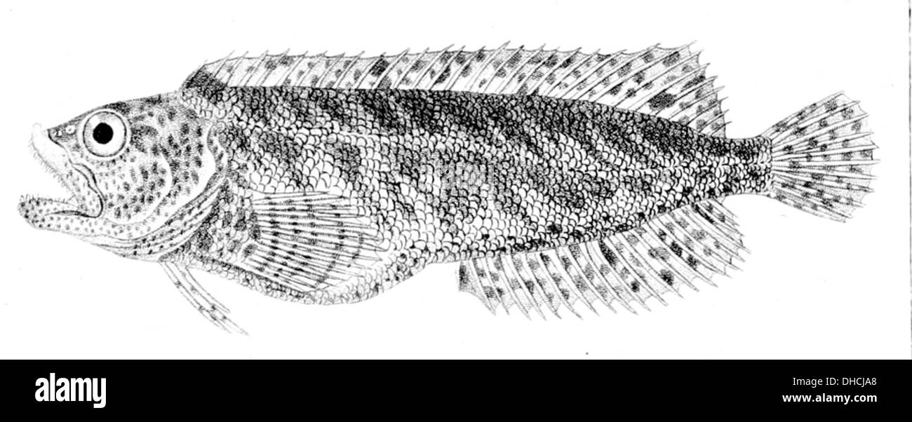 Tooth pattern Black and White Stock Photos & Images - Alamy