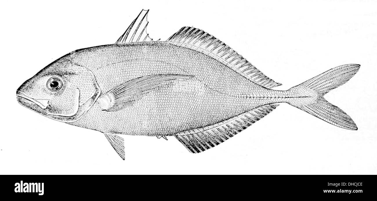 Body coloring Black and White Stock Photos & Images - Alamy