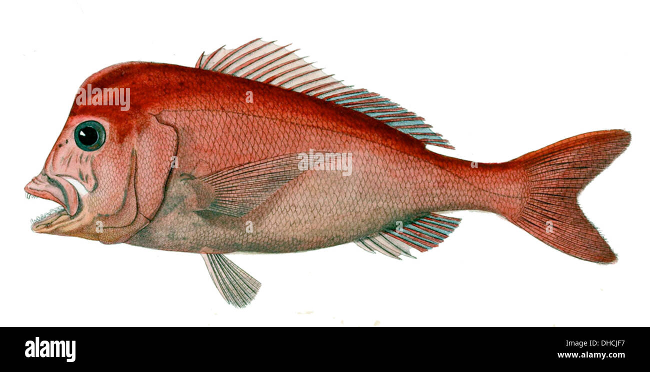 Fish feeding reef Cut Out Stock Images & Pictures - Alamy