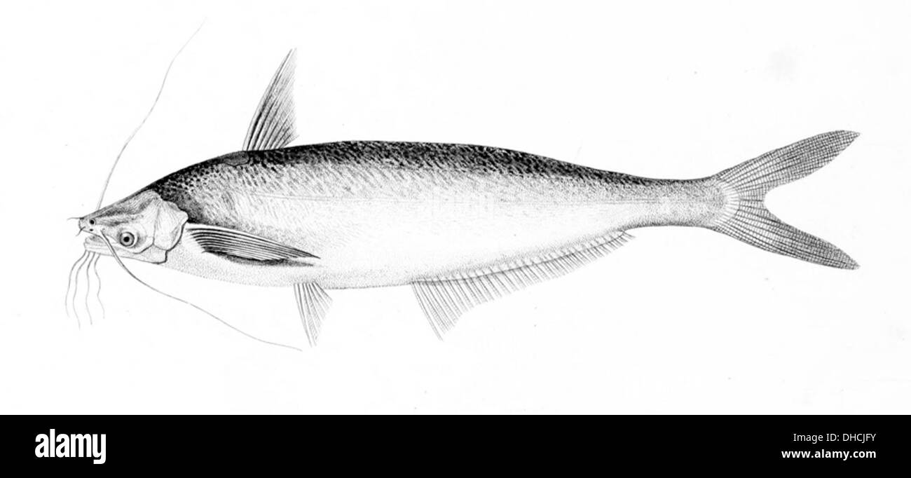 Garua High Resolution Stock Photography and Images - Alamy