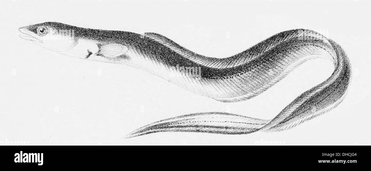 Common conger eel hi-res stock photography and images - Alamy