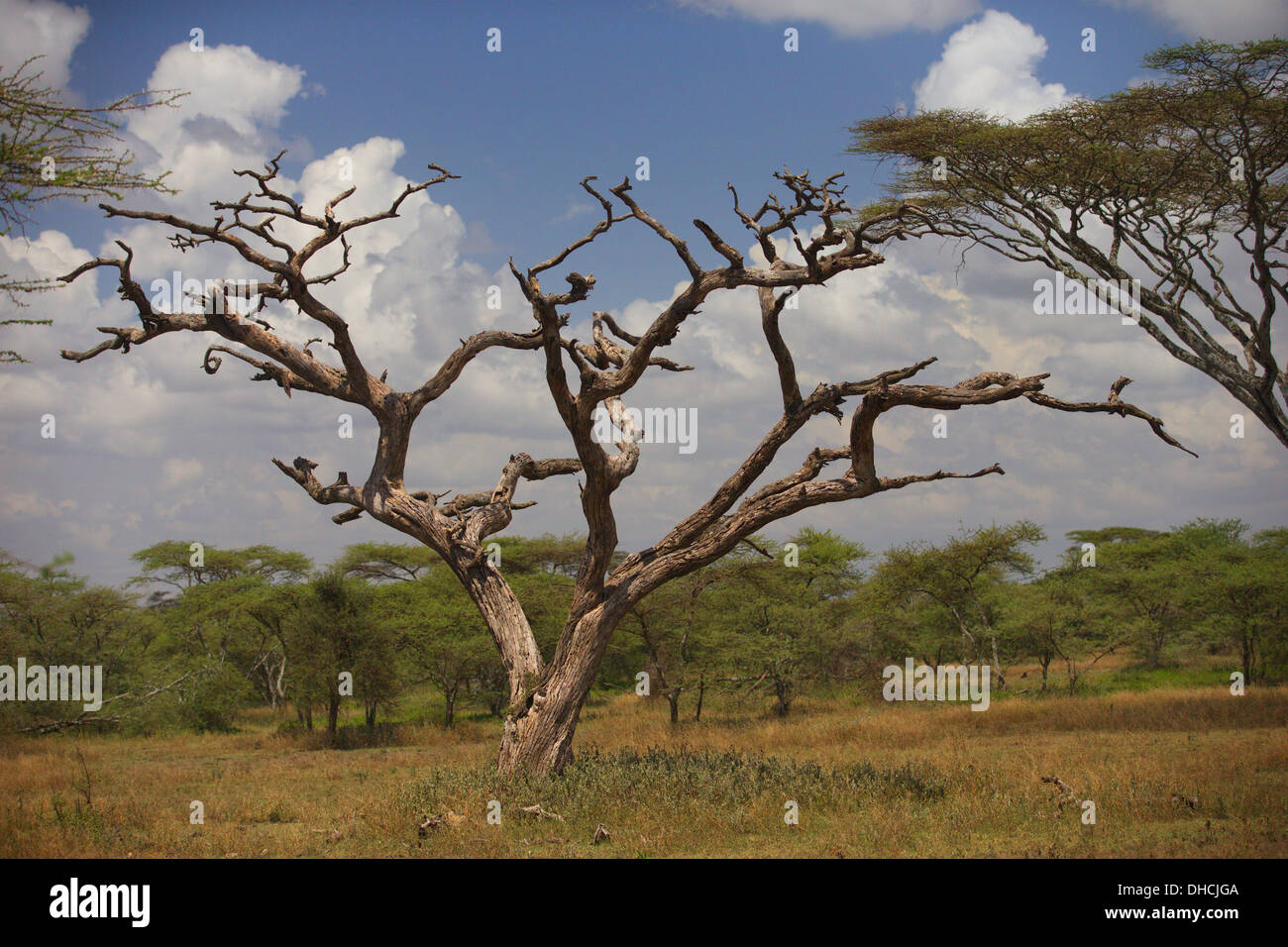 Dead Acacia tree. Ndutu, Tanzania. Africa Stock Photo - Alamy