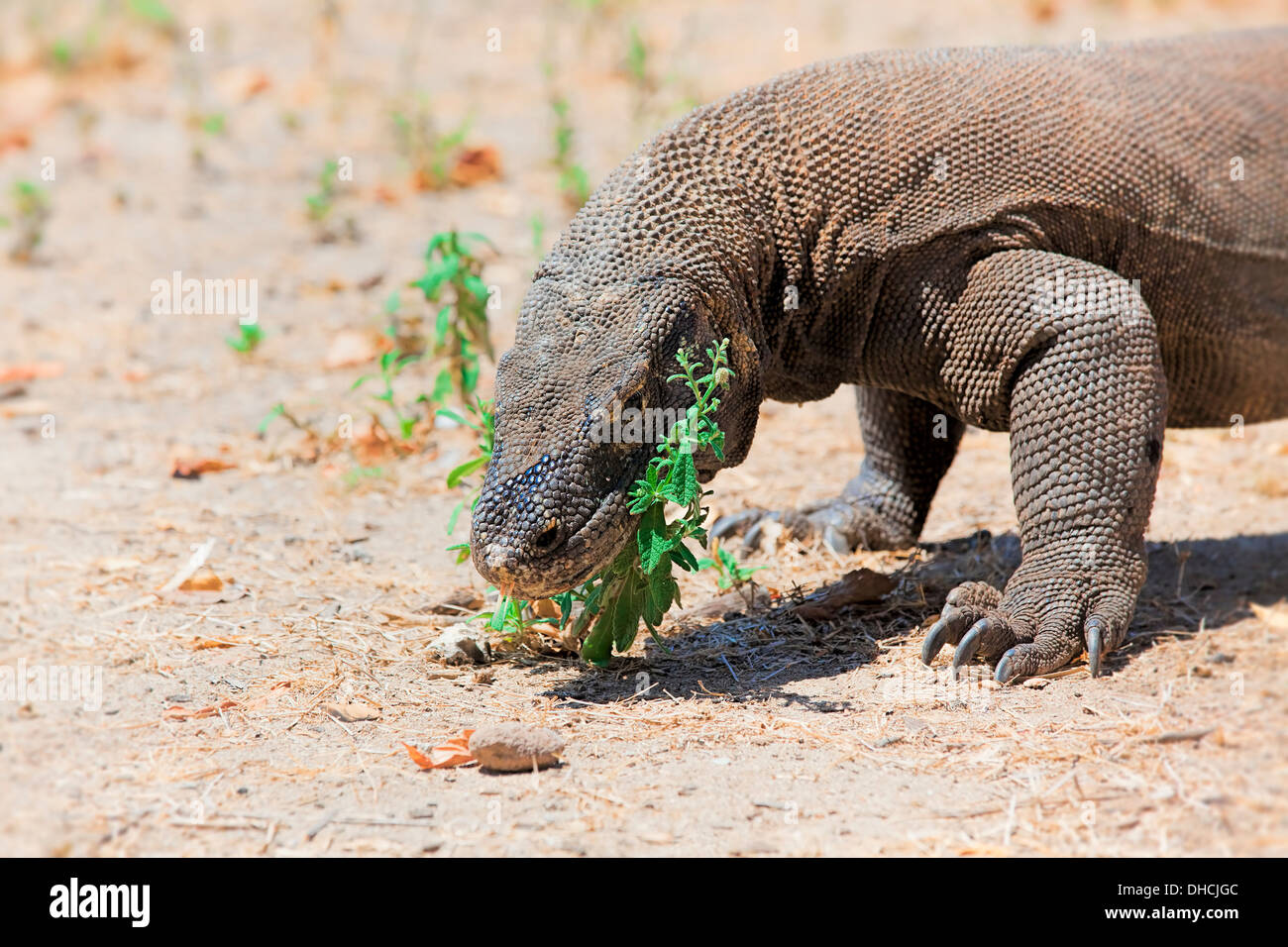 Komodo dragon indonesia landscape hi-res stock photography and images ...