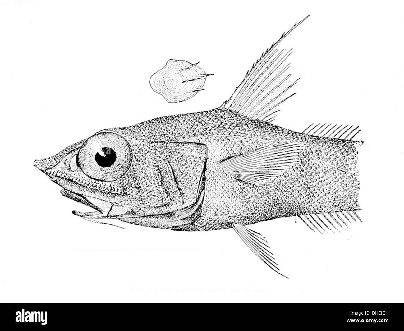 Coryphaenoides acrolepis Black and White Stock Photos & Images - Alamy