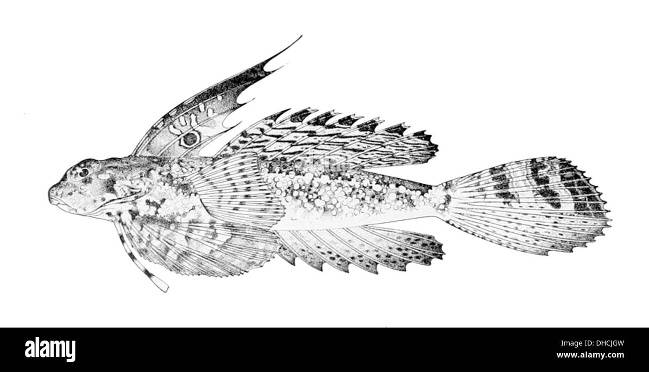 Cephalopod anatomy Black and White Stock Photos & Images - Alamy