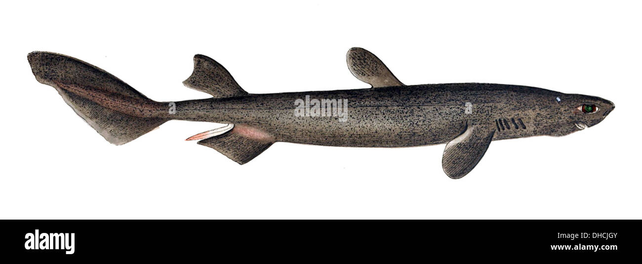 Velvet belly hi-res stock photography and images - Alamy