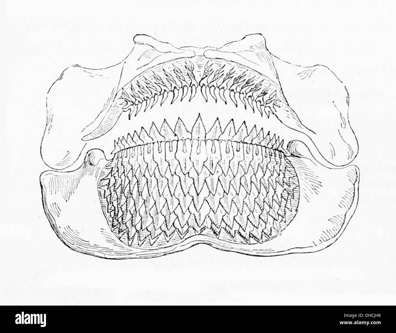 Dalatias licha, known as the velvet dogfish, is a deep-sea shark ...