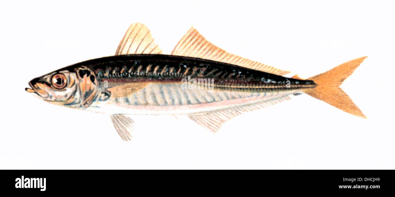 Punctatus hi-res stock photography and images - Alamy