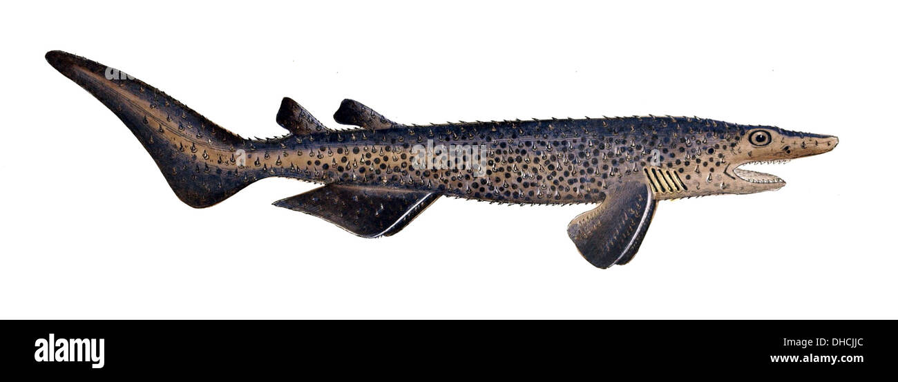 Prickly shark hi-res stock photography and images - Alamy